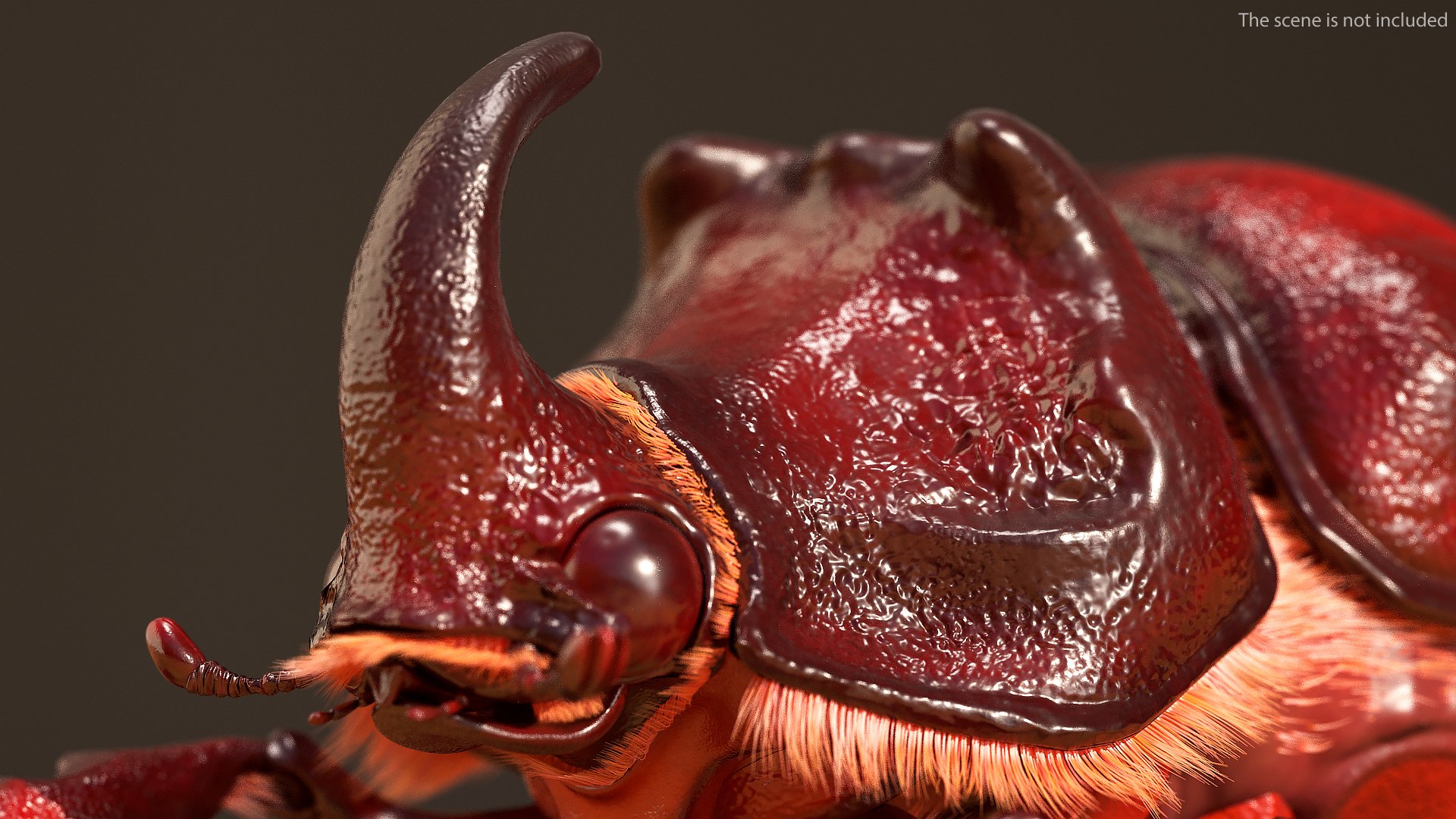 Rigged Beetles Fur Collection 3D Model - TurboSquid 2304692