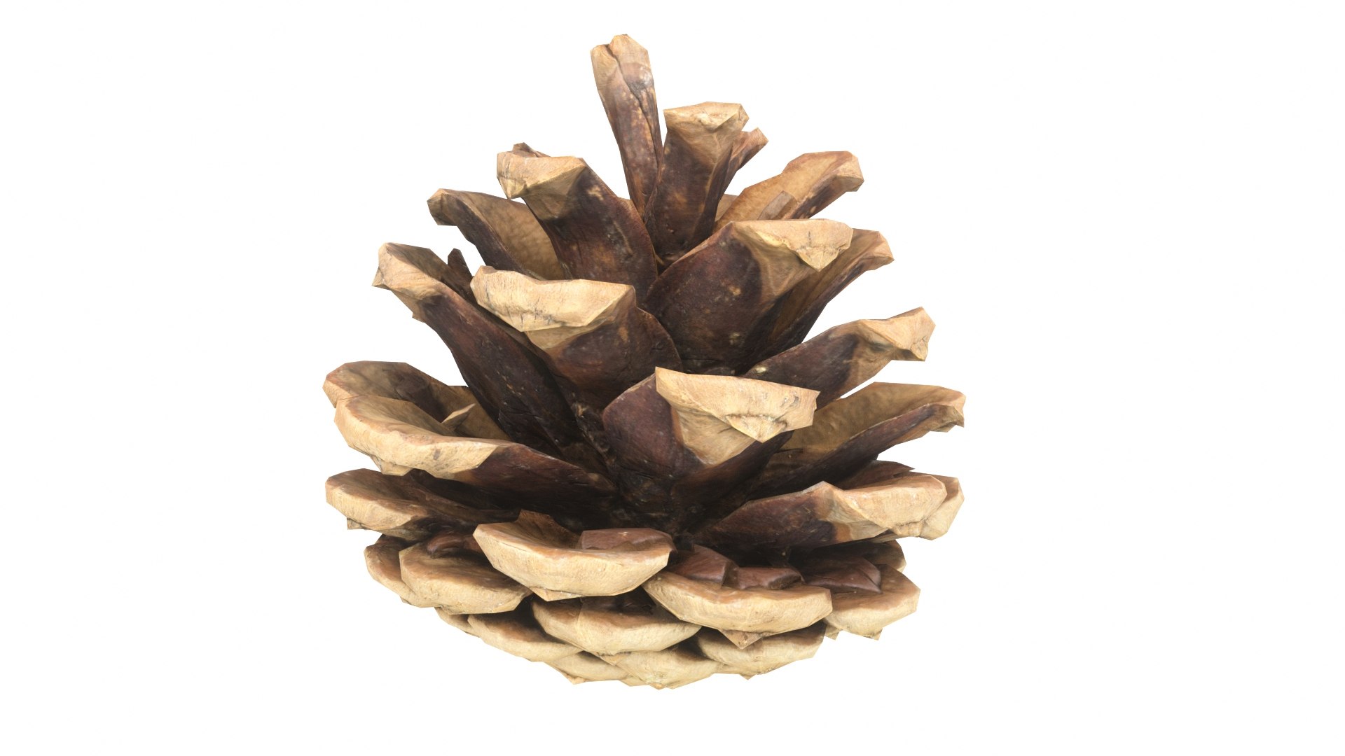 3D Fir Cone 9 - TurboSquid 1801748