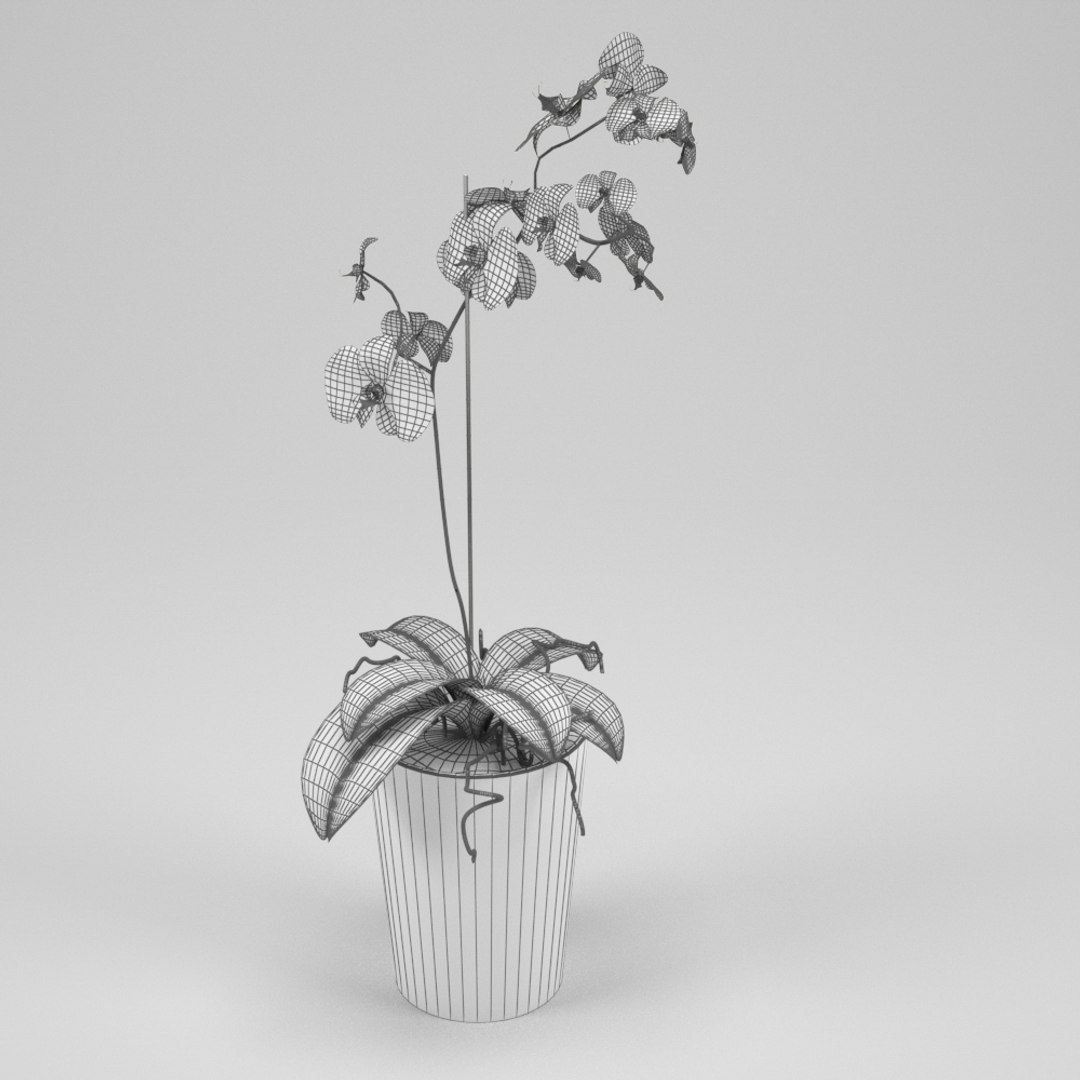 3D Model Orchid - TurboSquid 1376558
