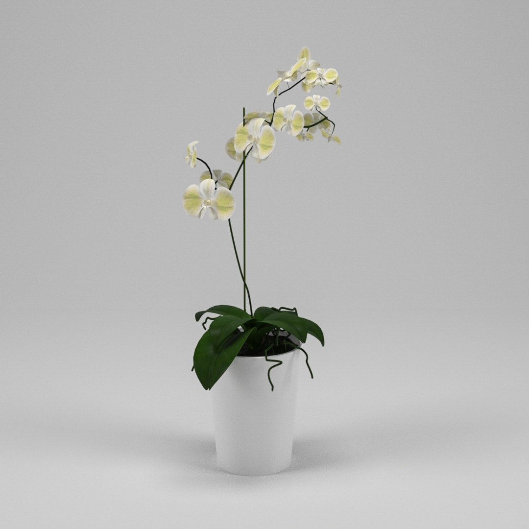 3D Model Orchid - TurboSquid 1376558