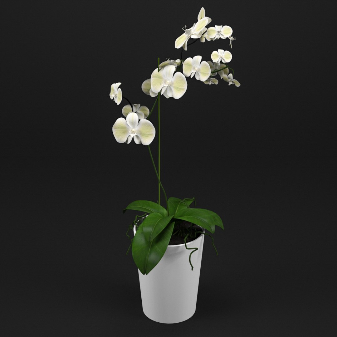 3D Model Orchid - TurboSquid 1376558
