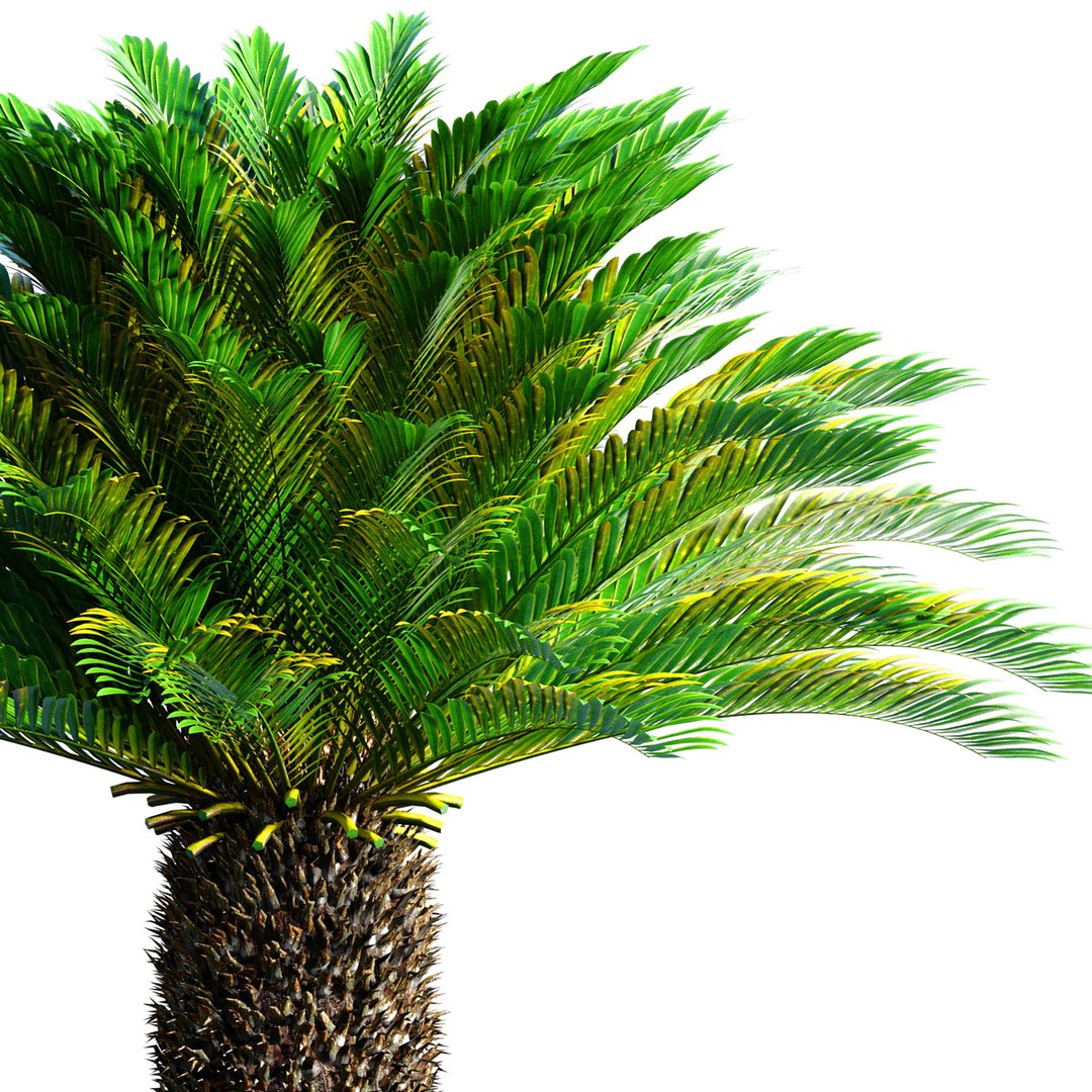 Ornamental Evergreen Palm Tree Exotic Tropical 3D Model - TurboSquid ...