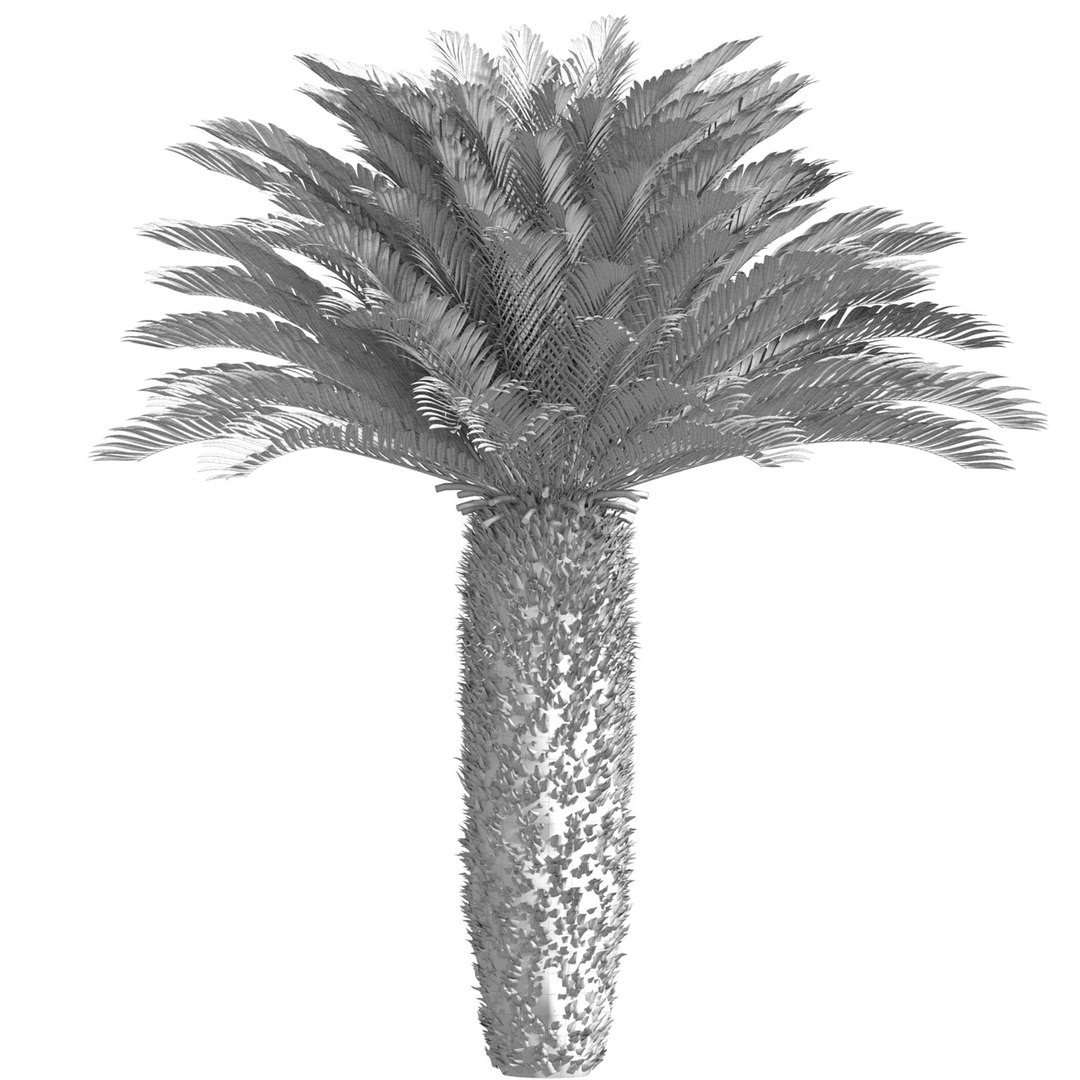 Ornamental Evergreen Palm Tree Exotic Tropical 3D Model - TurboSquid ...