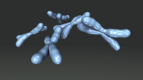 modelo 3d Los cromosomas - TurboSquid 1064477