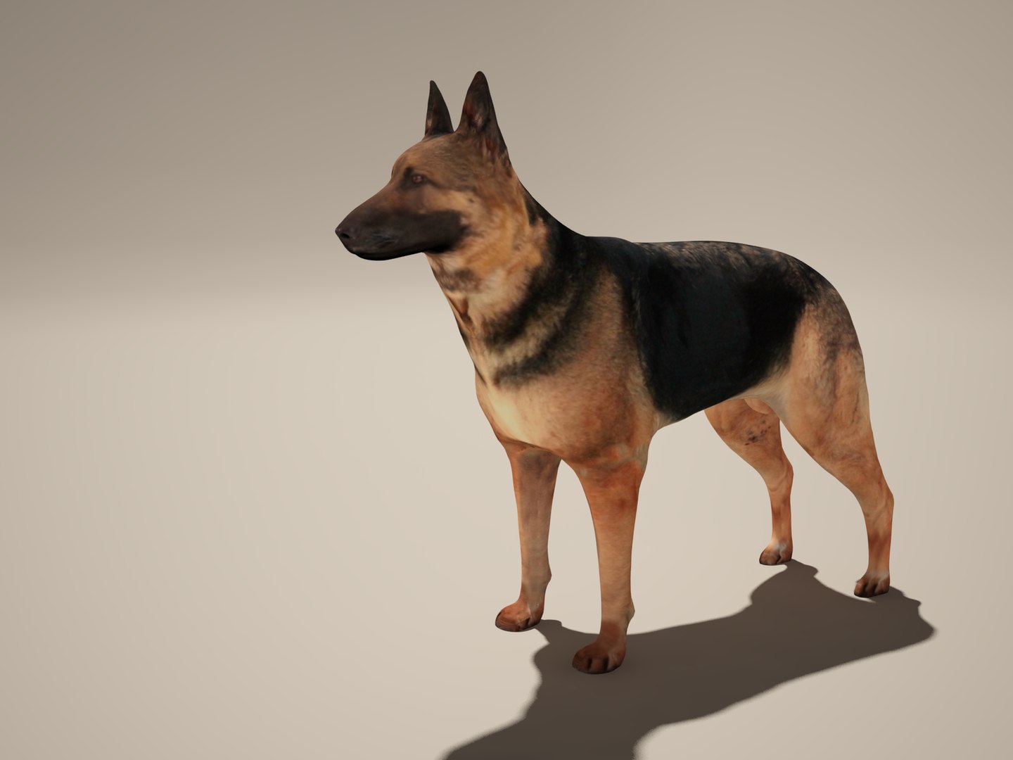 3d Model Dog German Shepherd