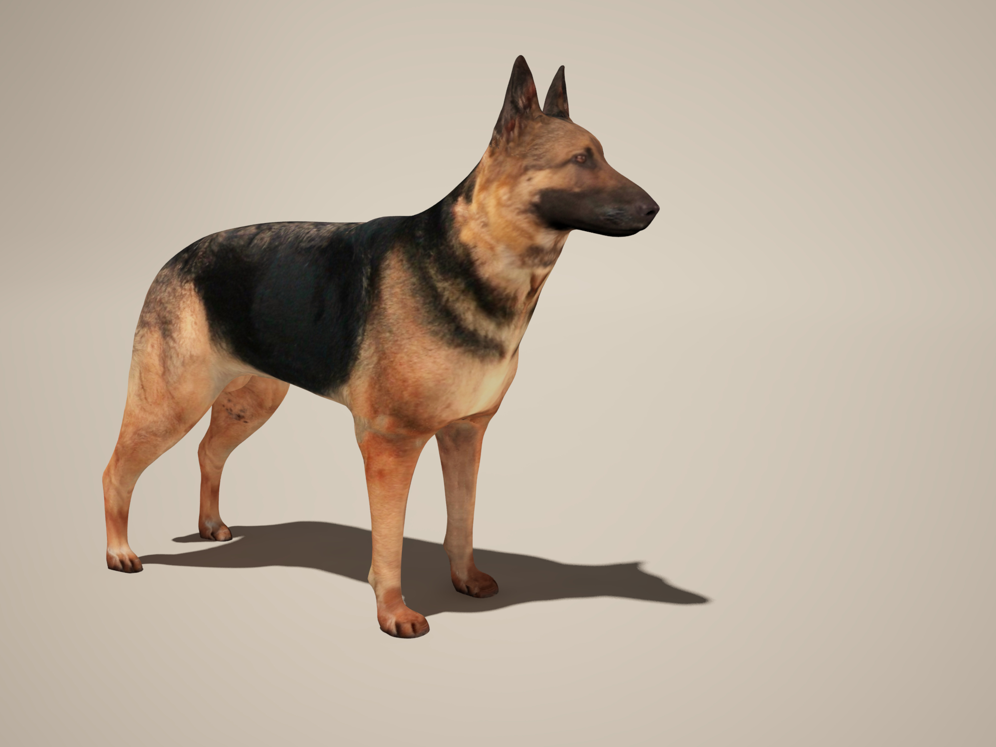 3d model dog german shepherd