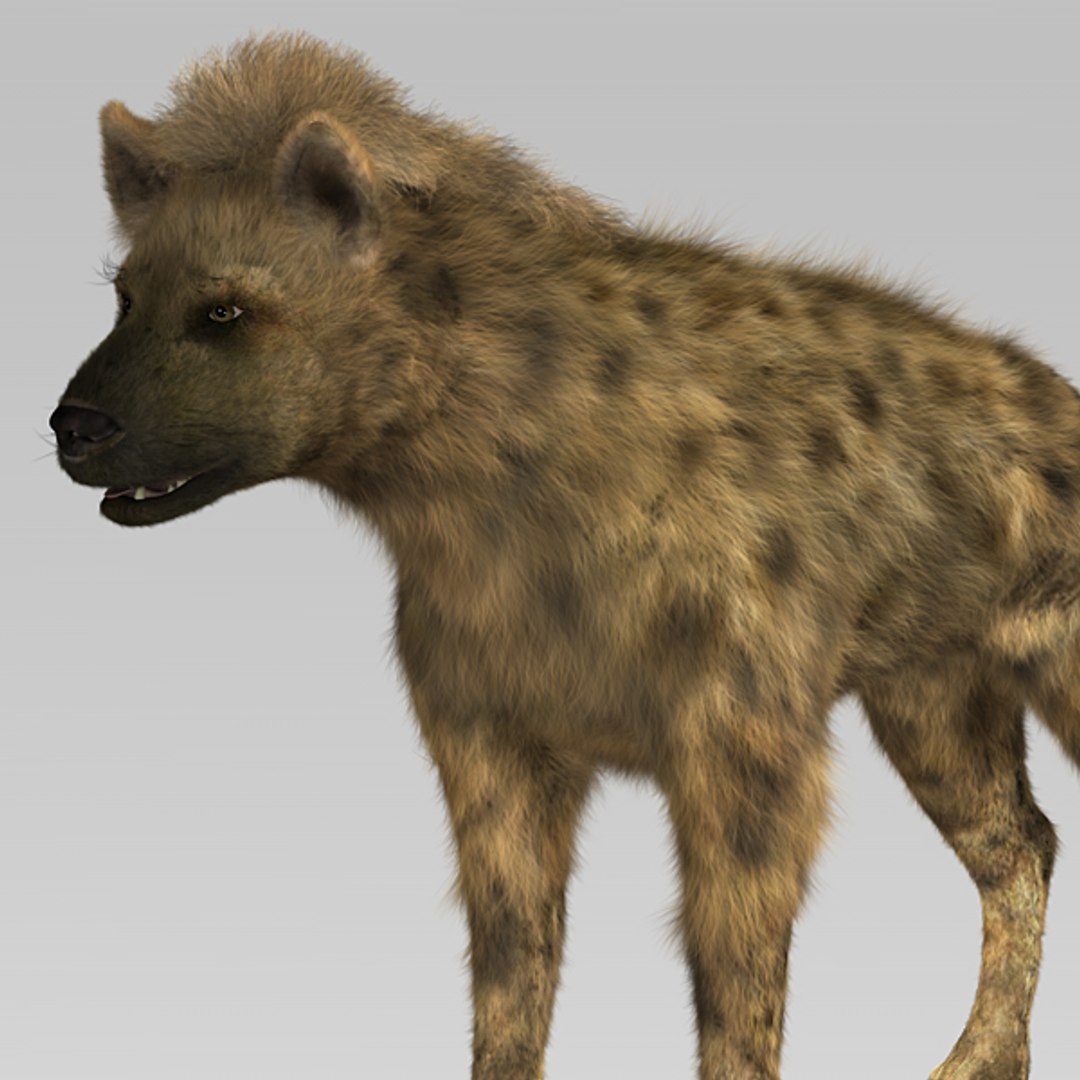 hyena hair 3d model