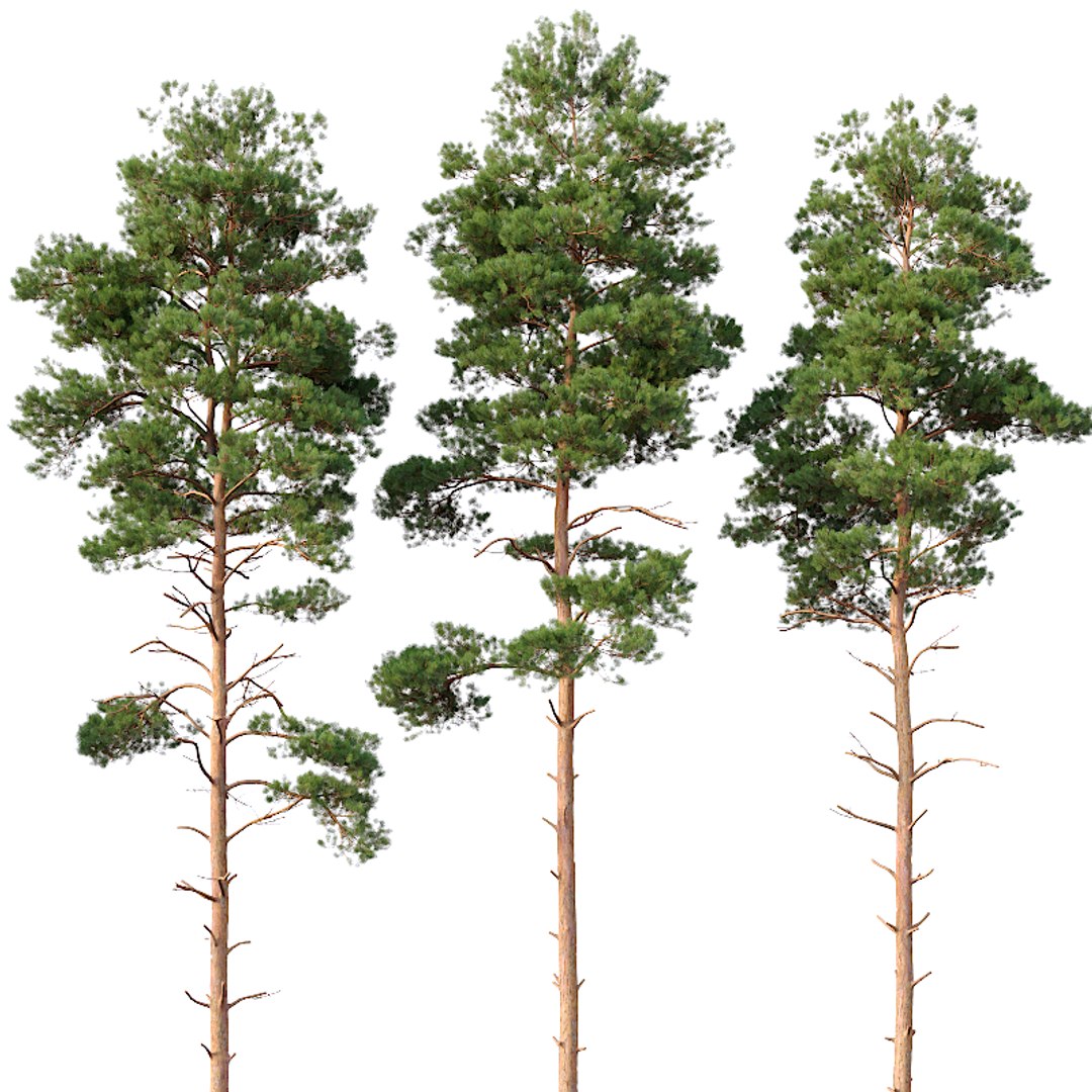 3D Pines Needles Model - TurboSquid 1416606