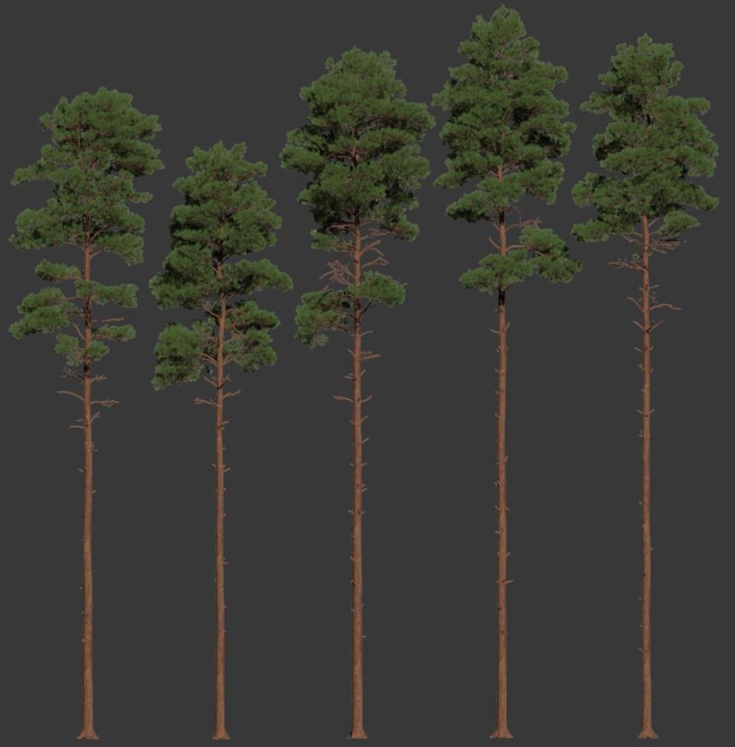 3D Pines Needles Model - TurboSquid 1416606