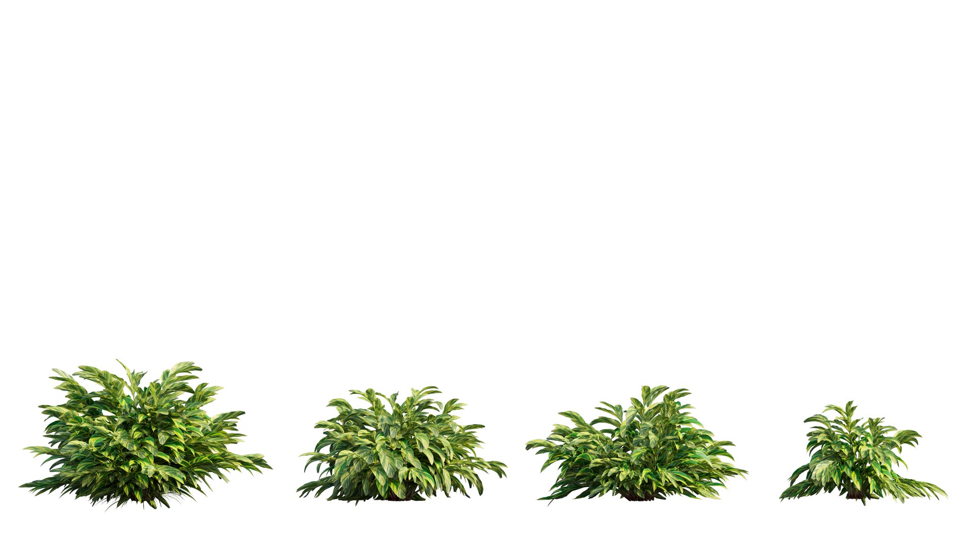 Variegated Ginger Plant Trees 3D - TurboSquid 1537998