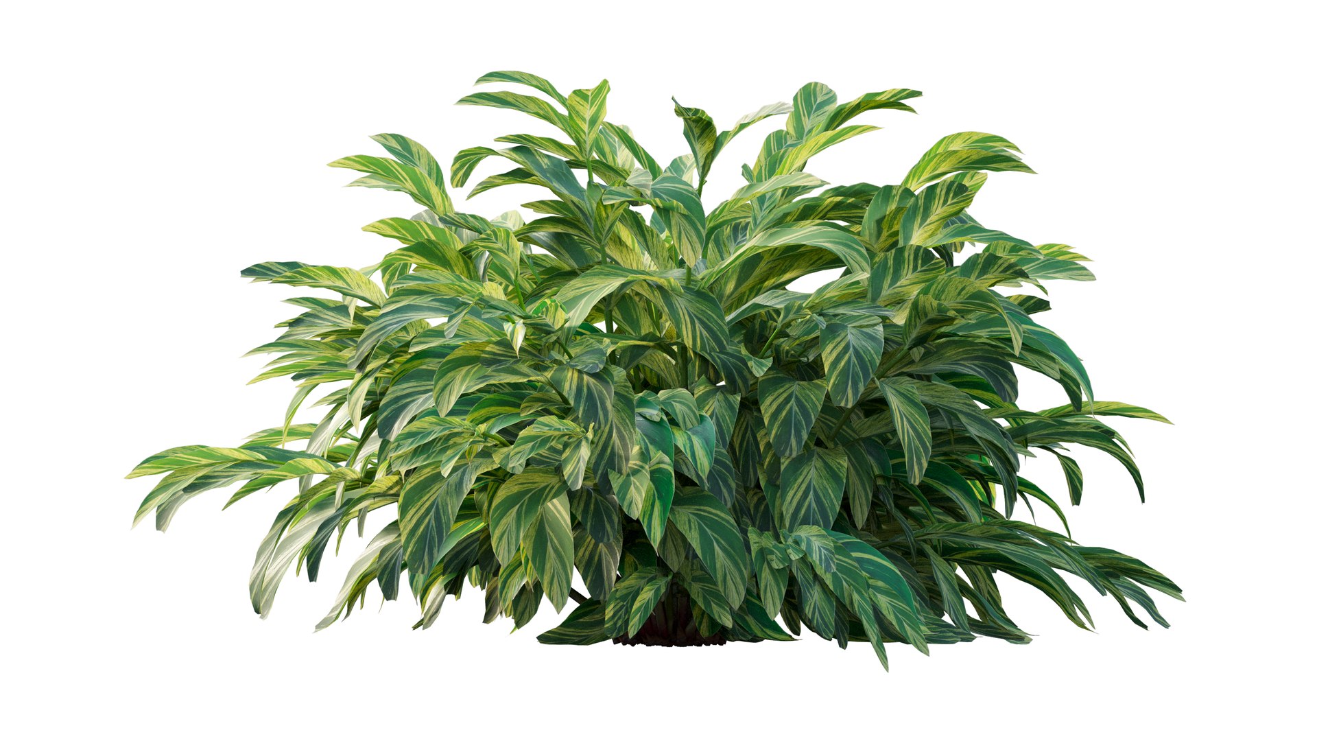 Variegated Ginger Plant Trees 3D - TurboSquid 1537998