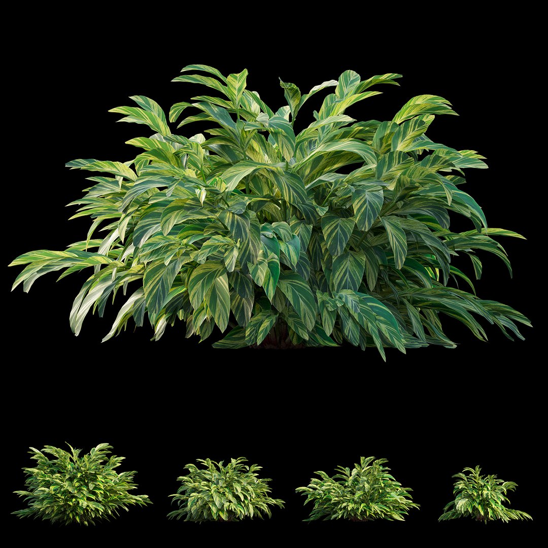 Variegated Ginger Plant Trees 3D - TurboSquid 1537998