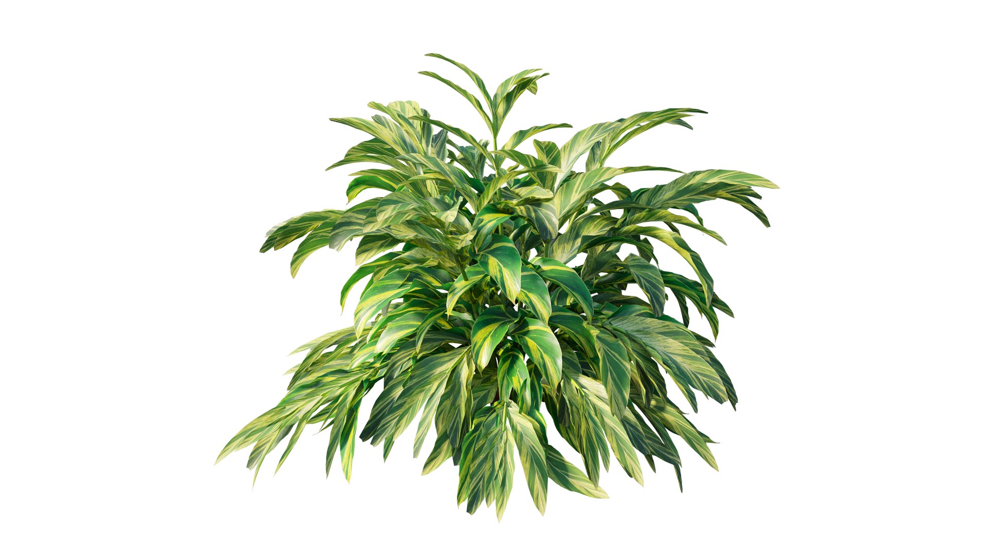 Variegated Ginger Plant Trees 3D - TurboSquid 1537998
