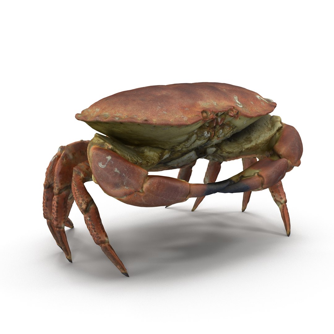 Rigged Crab 3d Model