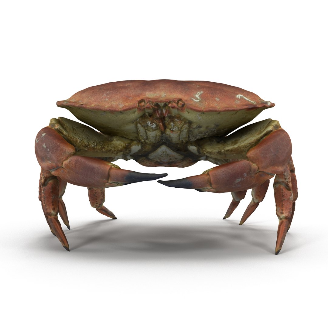 Rigged Crab 3d Model