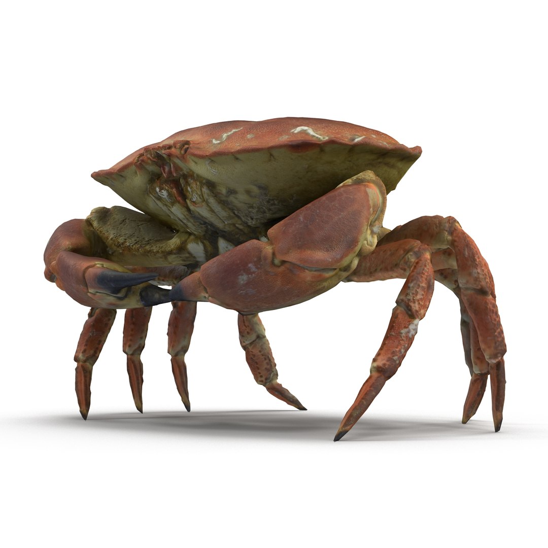 Rigged Crab 3d Model