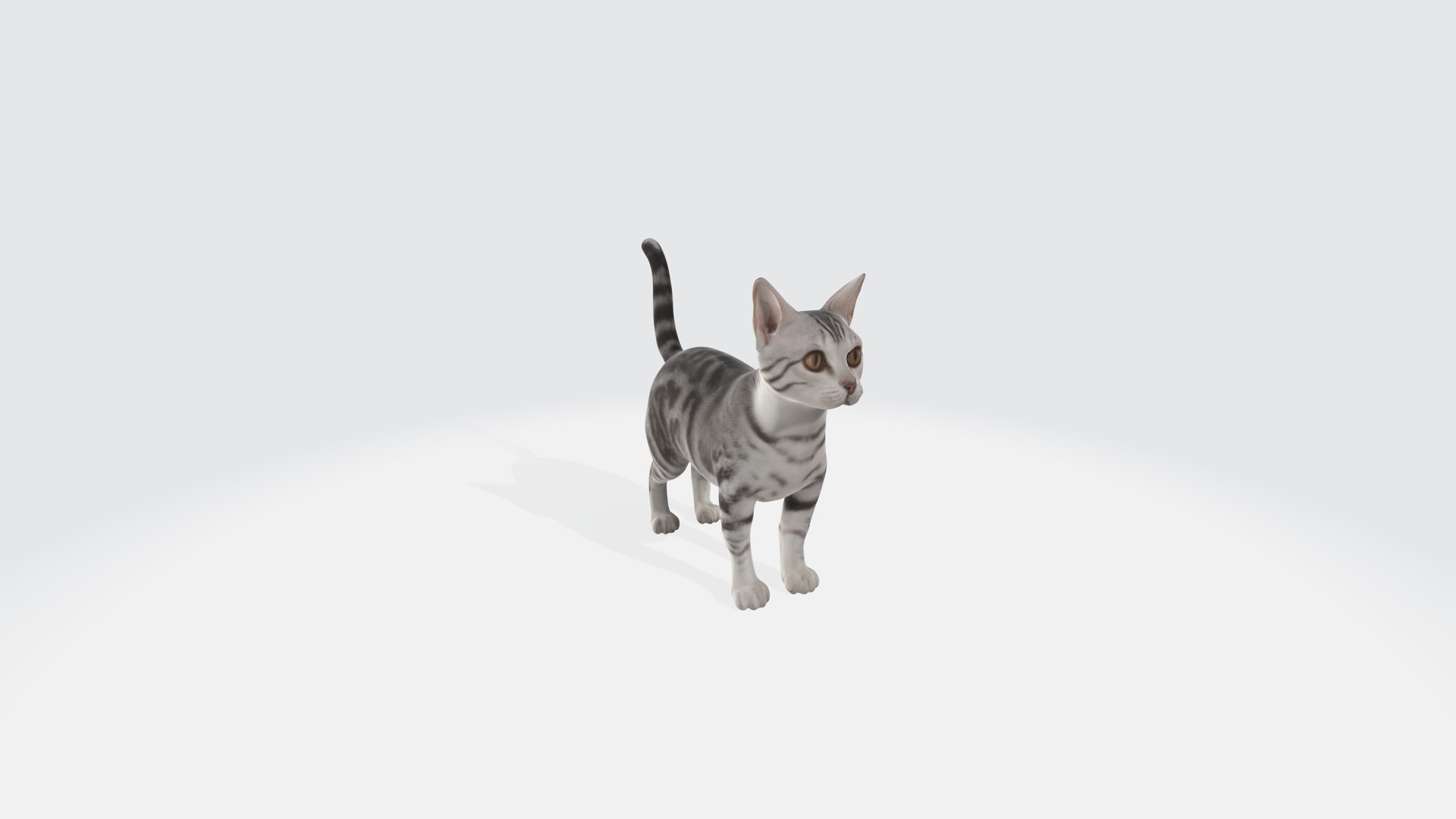 3D American Shorthair Cat Animated And Rigged Model - TurboSquid 2277079