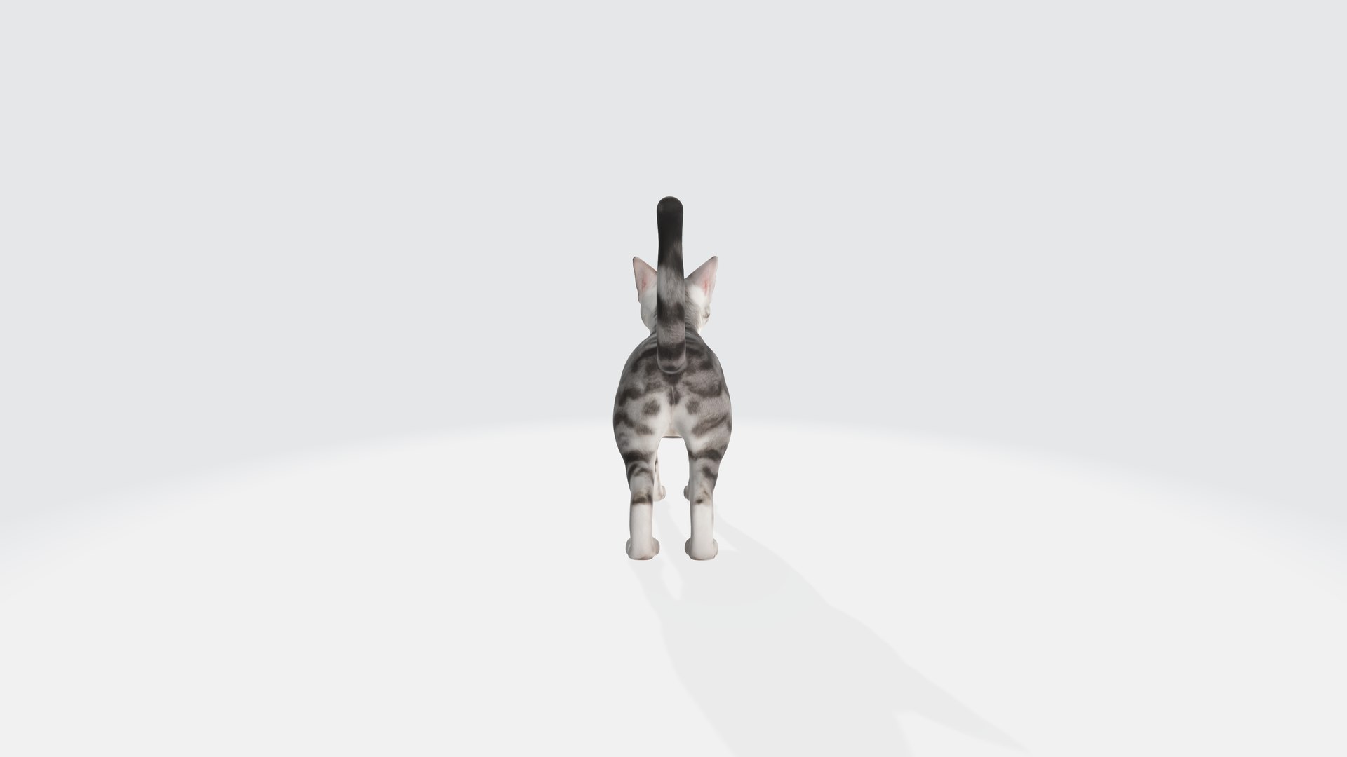 3D American Shorthair Cat Animated And Rigged Model - TurboSquid 2277079