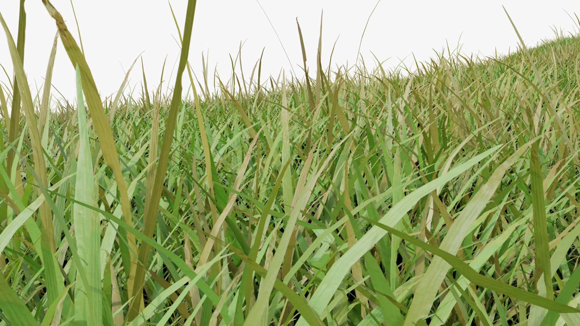 Grass Field 3D Model - TurboSquid 1925688