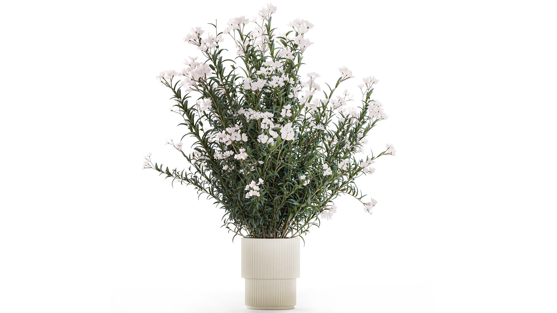 3D Beautiful Plant Bushes With White Nerium Oleander Flowers In Pots ...