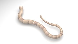 Tapeworm 3D Models for Download | TurboSquid