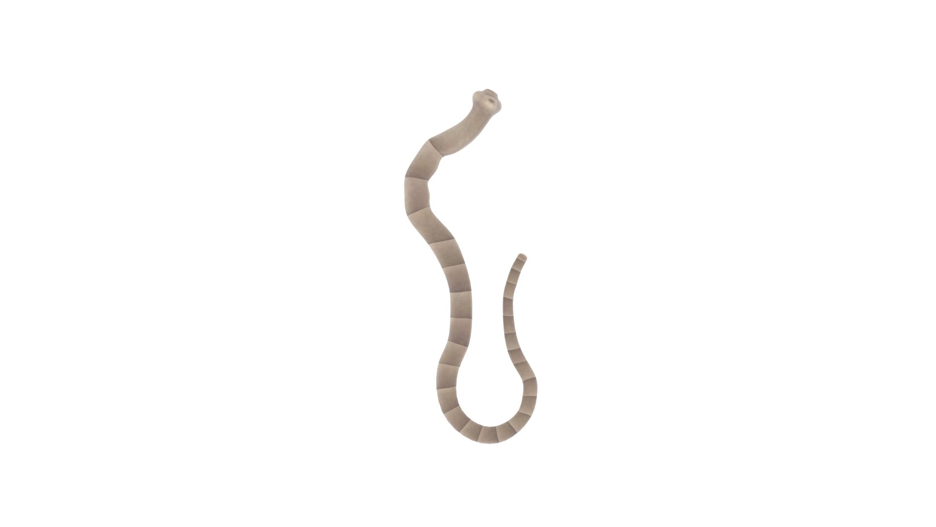 3D Tapeworm Taenia Saginata - TurboSquid 1843845