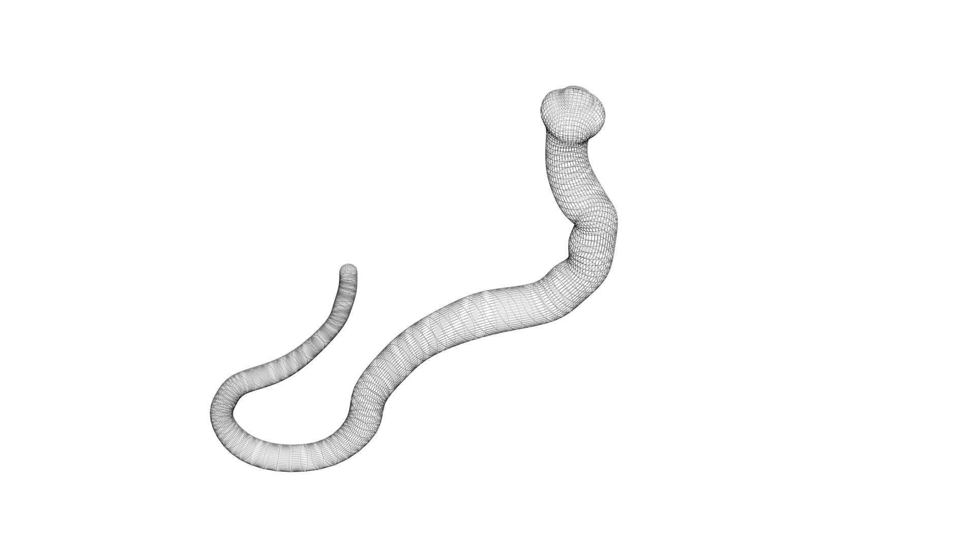 3D Tapeworm Taenia Saginata - TurboSquid 1843845