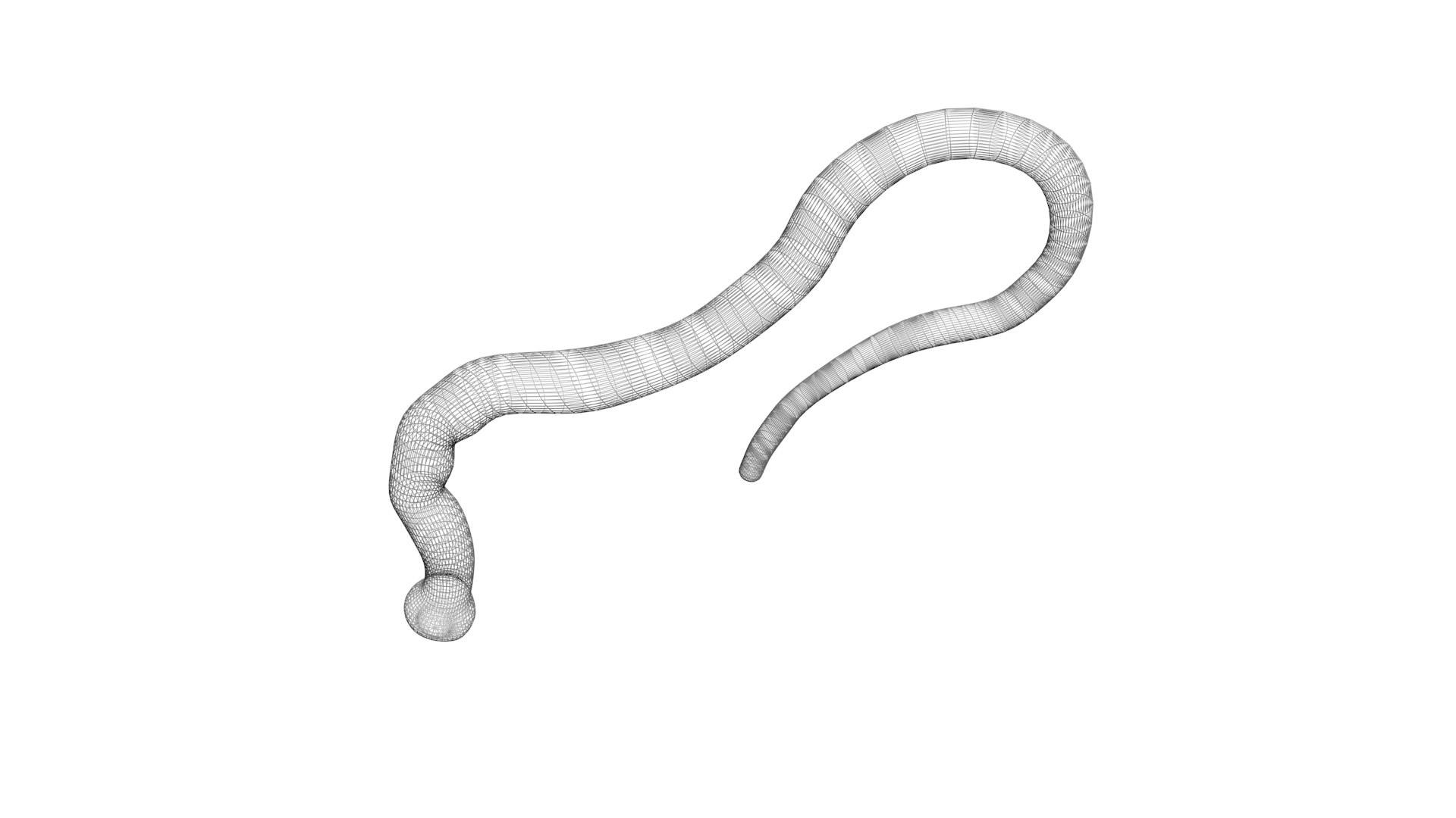 3D Tapeworm Taenia Saginata - TurboSquid 1843845