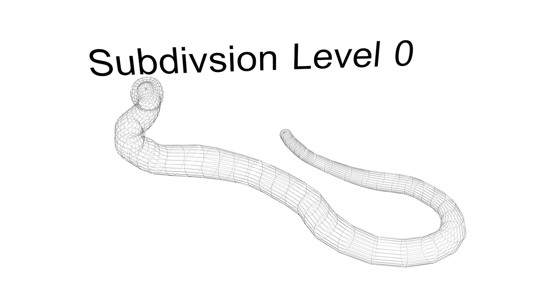 3D Tapeworm Taenia Saginata - TurboSquid 1843845