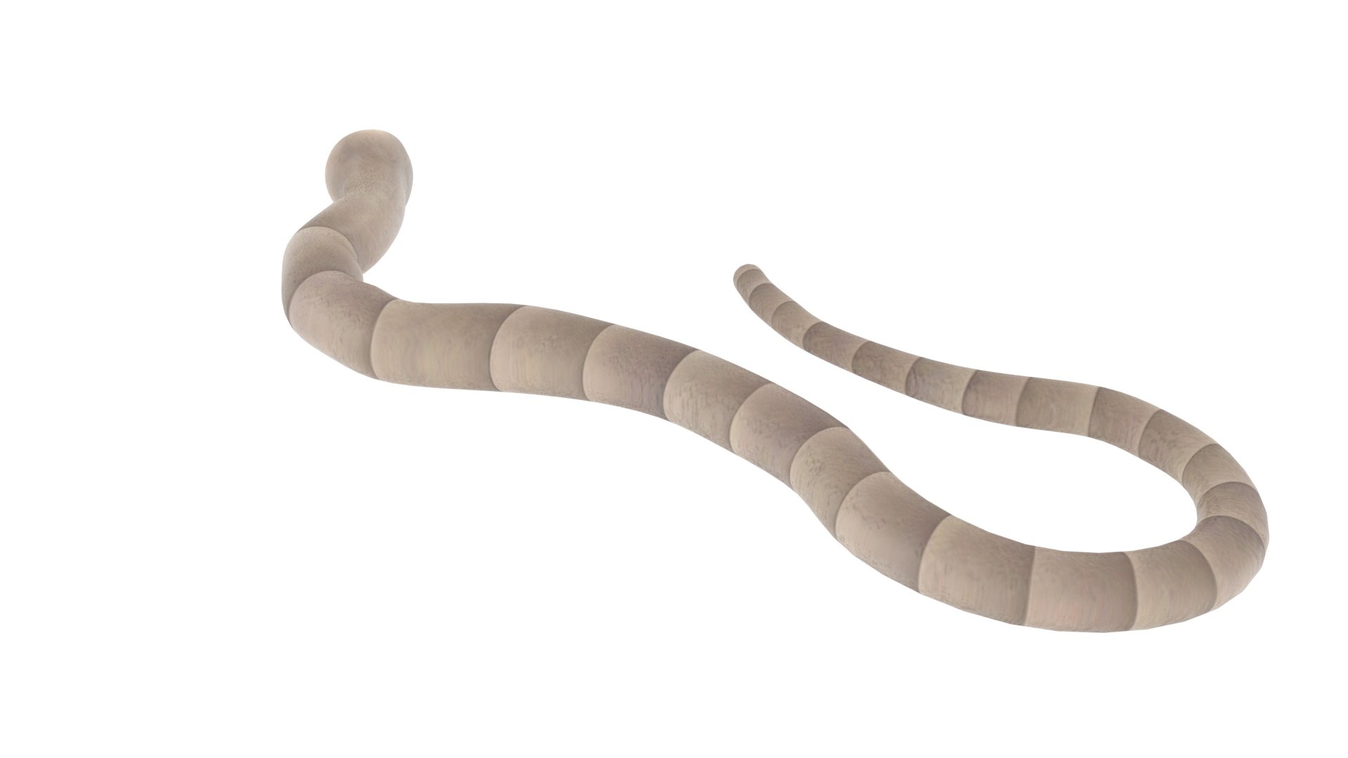 3D Tapeworm Taenia Saginata - TurboSquid 1843845