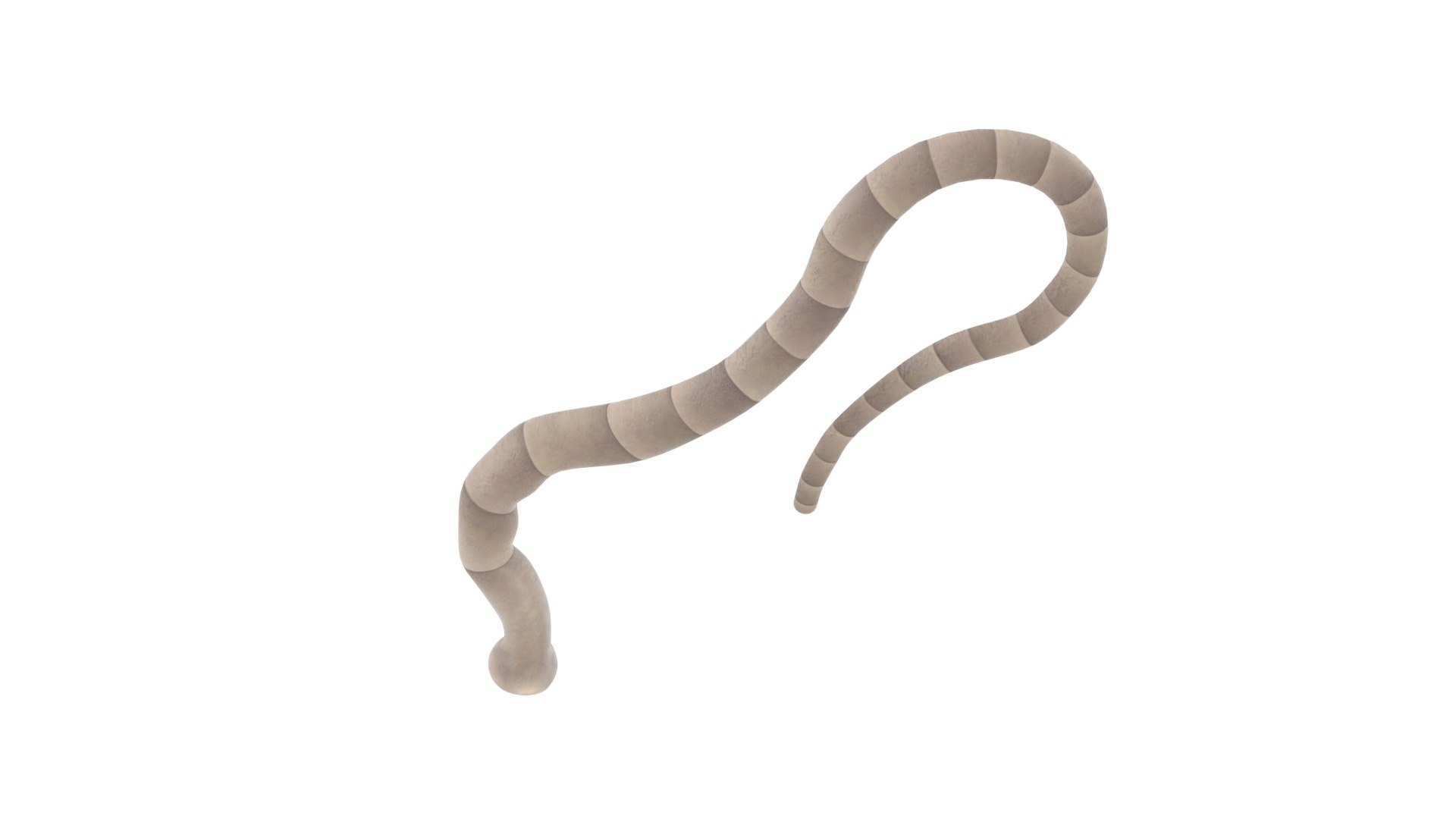 3D Tapeworm Taenia Saginata - TurboSquid 1843845