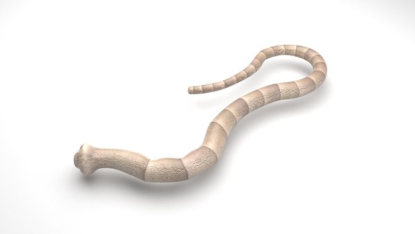 3D Tapeworm Taenia Saginata - TurboSquid 1843845