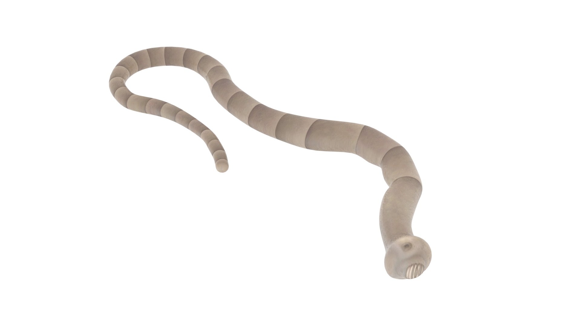 3D Tapeworm Taenia Saginata - TurboSquid 1843845