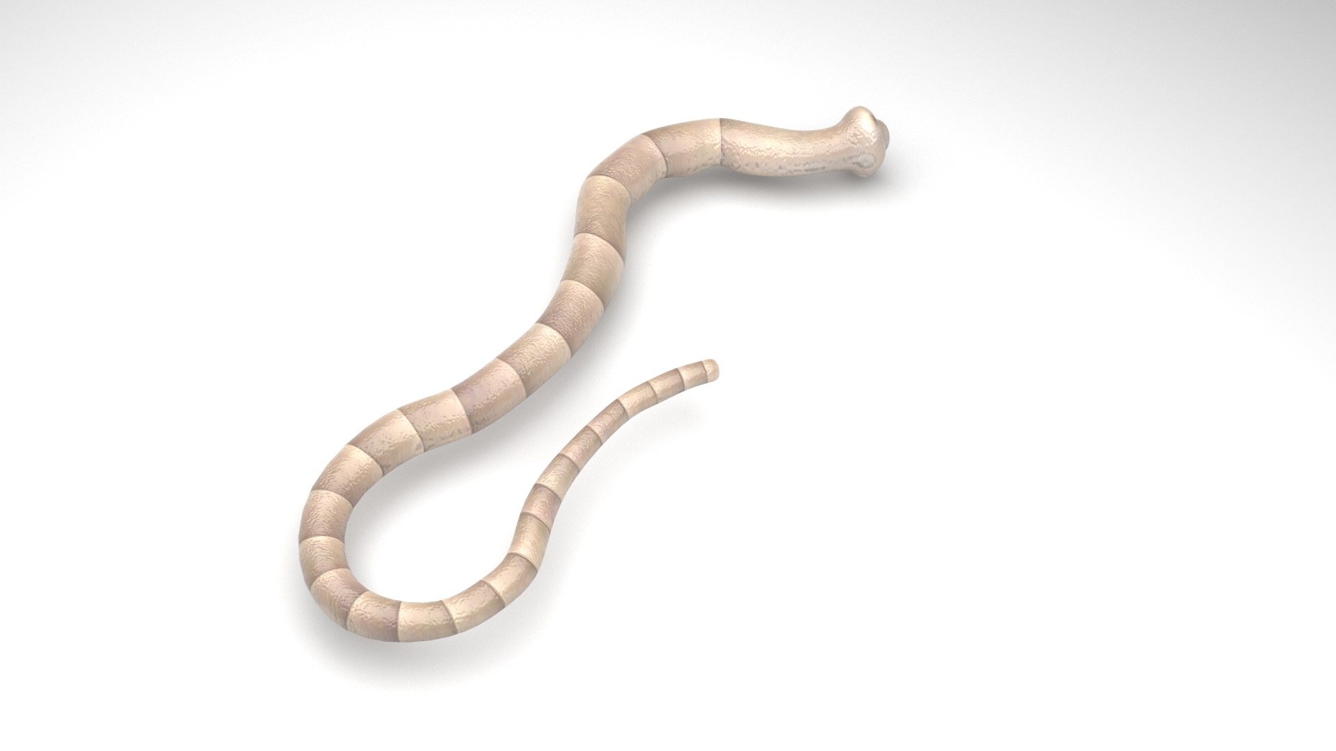 3D Tapeworm Taenia Saginata - TurboSquid 1843845