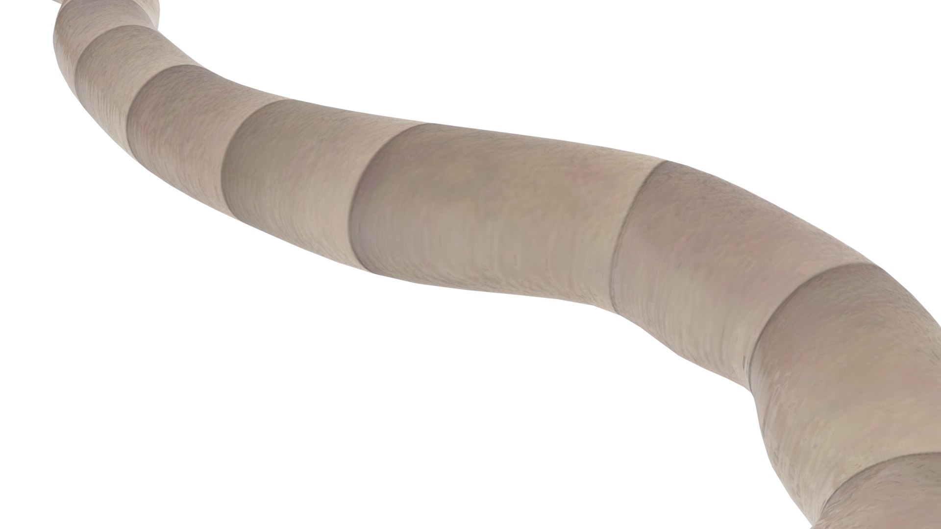 3D Tapeworm Taenia Saginata - TurboSquid 1843845