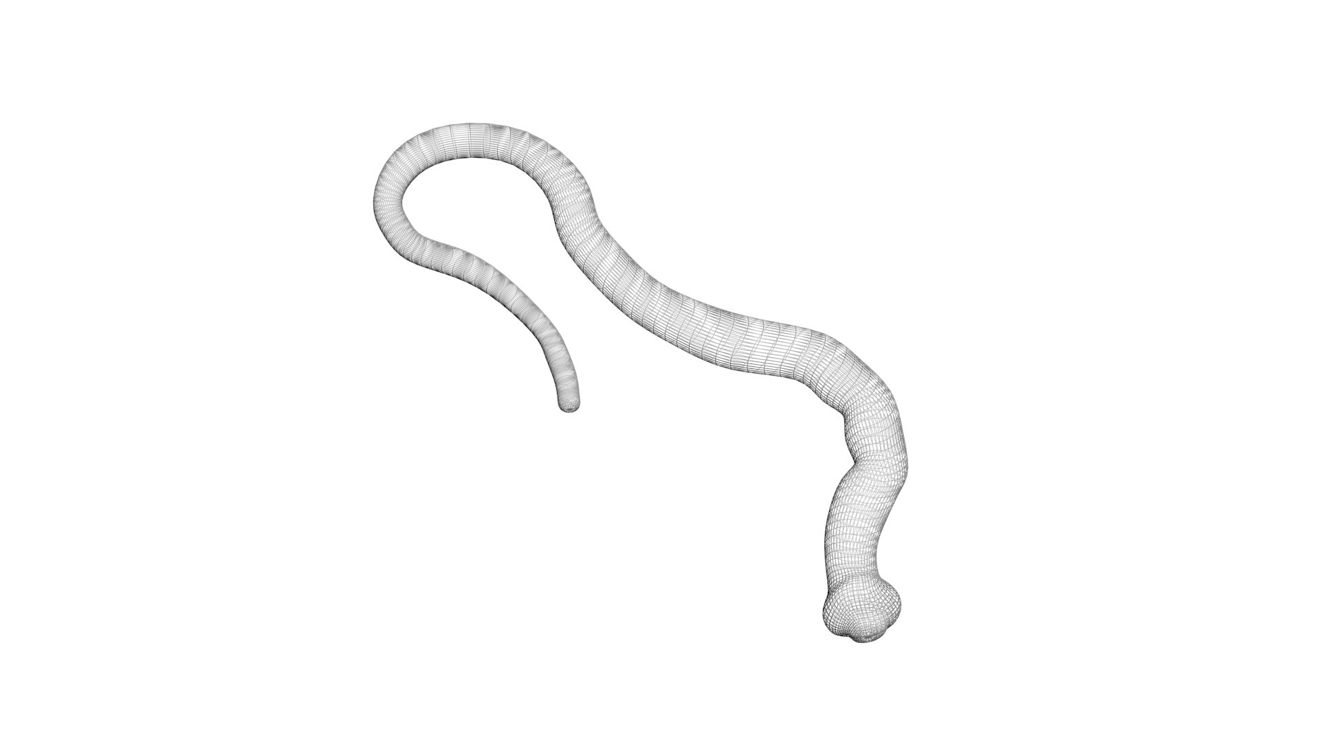 3D Tapeworm Taenia Saginata - TurboSquid 1843845