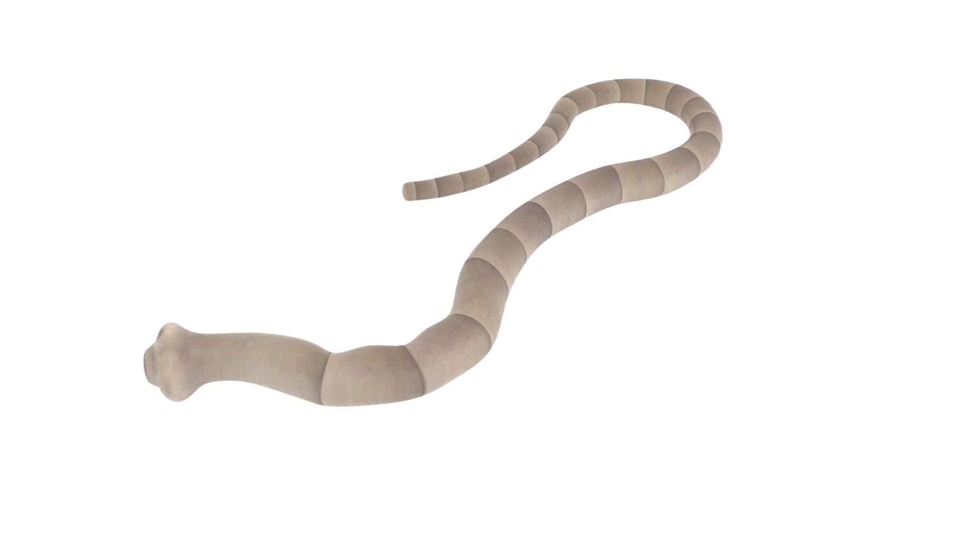 3D Tapeworm Taenia Saginata - TurboSquid 1843845