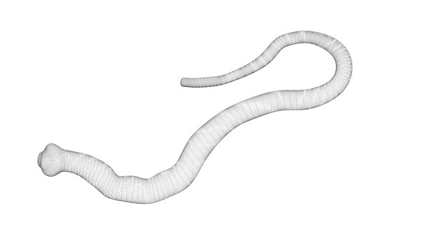 3D Tapeworm Taenia Saginata - TurboSquid 1843845