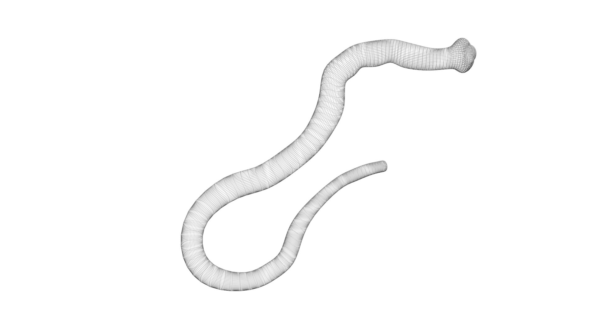 3D Tapeworm Taenia Saginata - TurboSquid 1843845