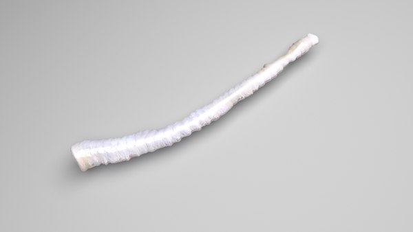 Tapeworm 3D Models for Download | TurboSquid