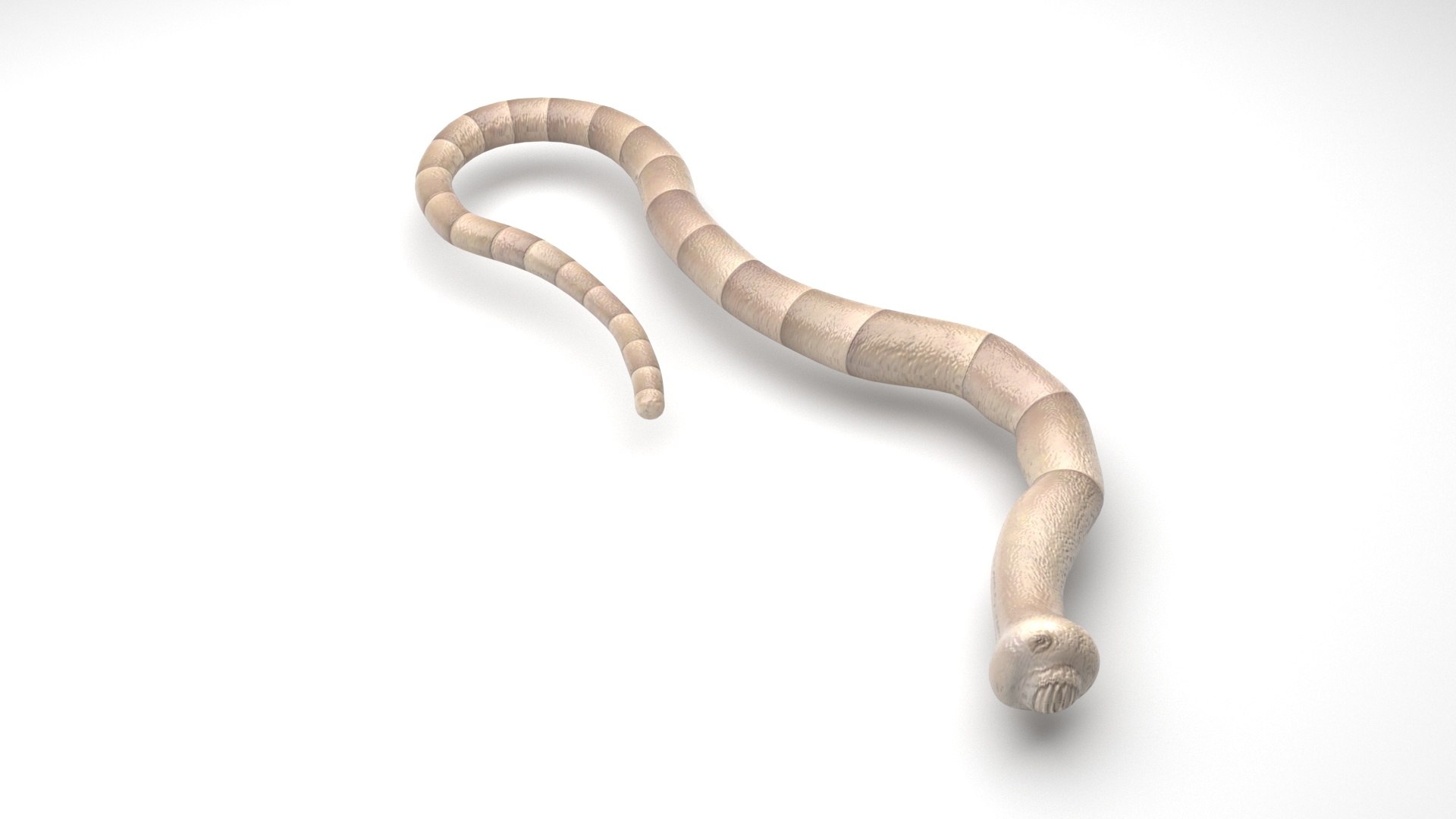 3D Tapeworm Taenia Saginata - TurboSquid 1843845