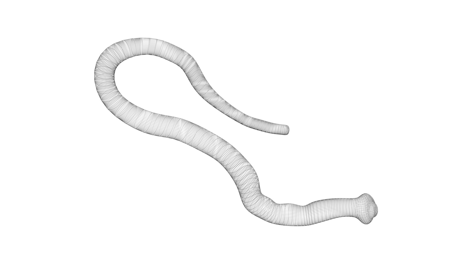 3D Tapeworm Taenia Saginata - TurboSquid 1843845