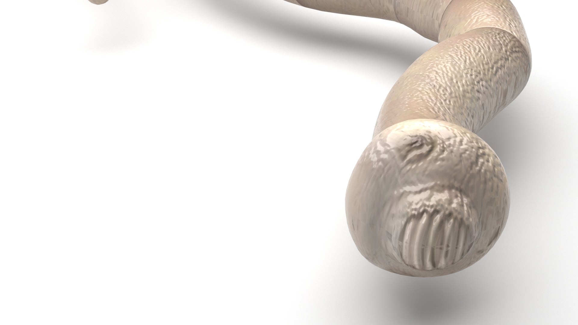 3D Tapeworm Taenia Saginata - TurboSquid 1843845