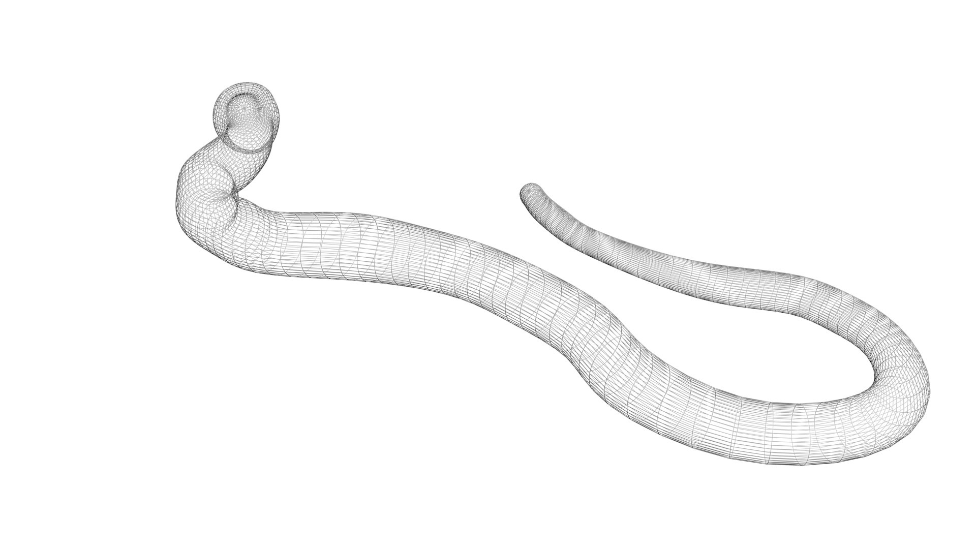 3D Tapeworm Taenia Saginata - TurboSquid 1843845