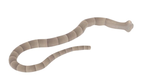 3D Tapeworm Taenia Saginata - TurboSquid 1843845