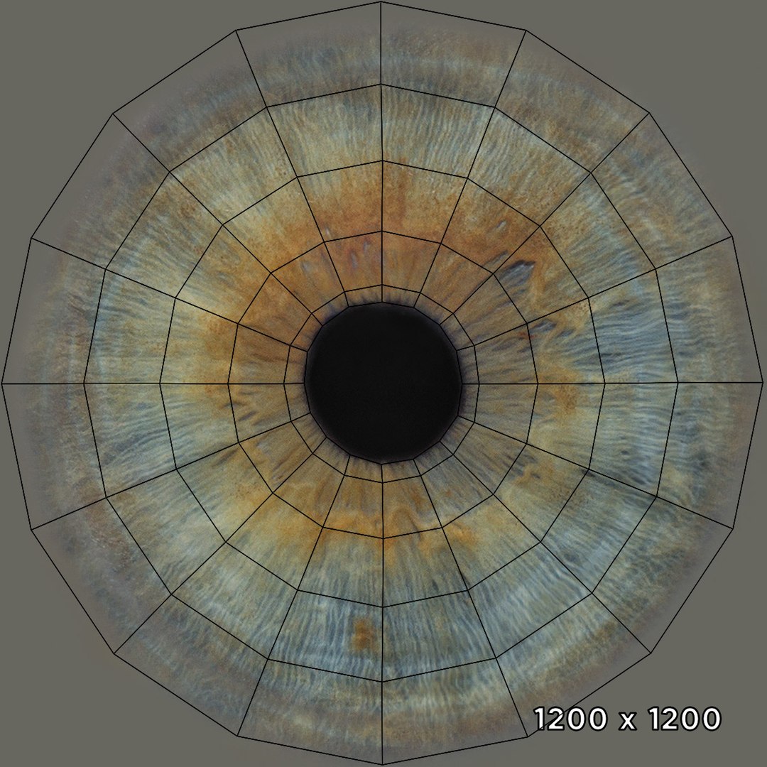 3D iris anatomy eye pupil model - TurboSquid 1324368
