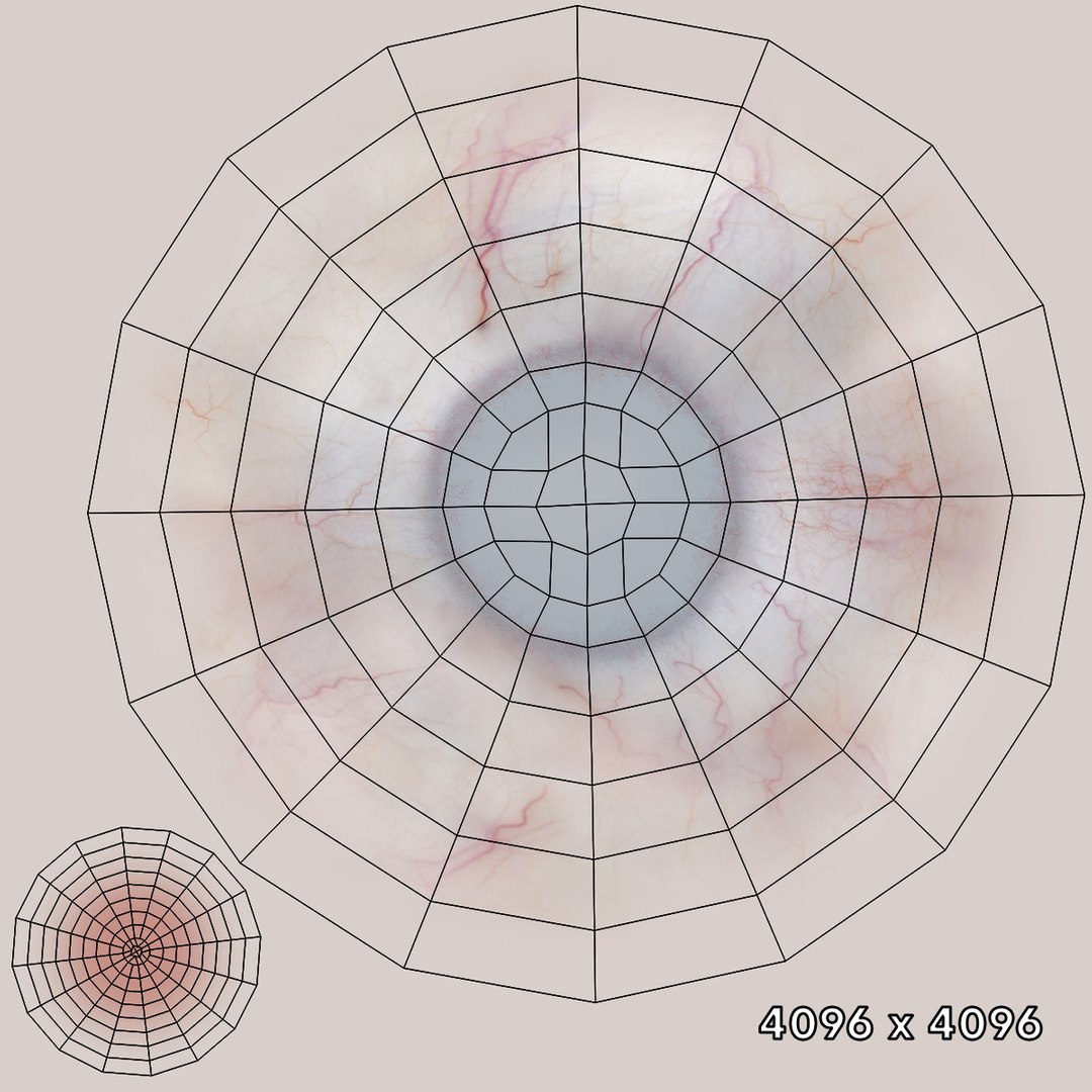 3D iris anatomy eye pupil model - TurboSquid 1324368
