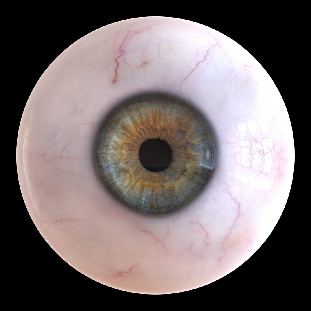 3D iris anatomy eye pupil model - TurboSquid 1324368