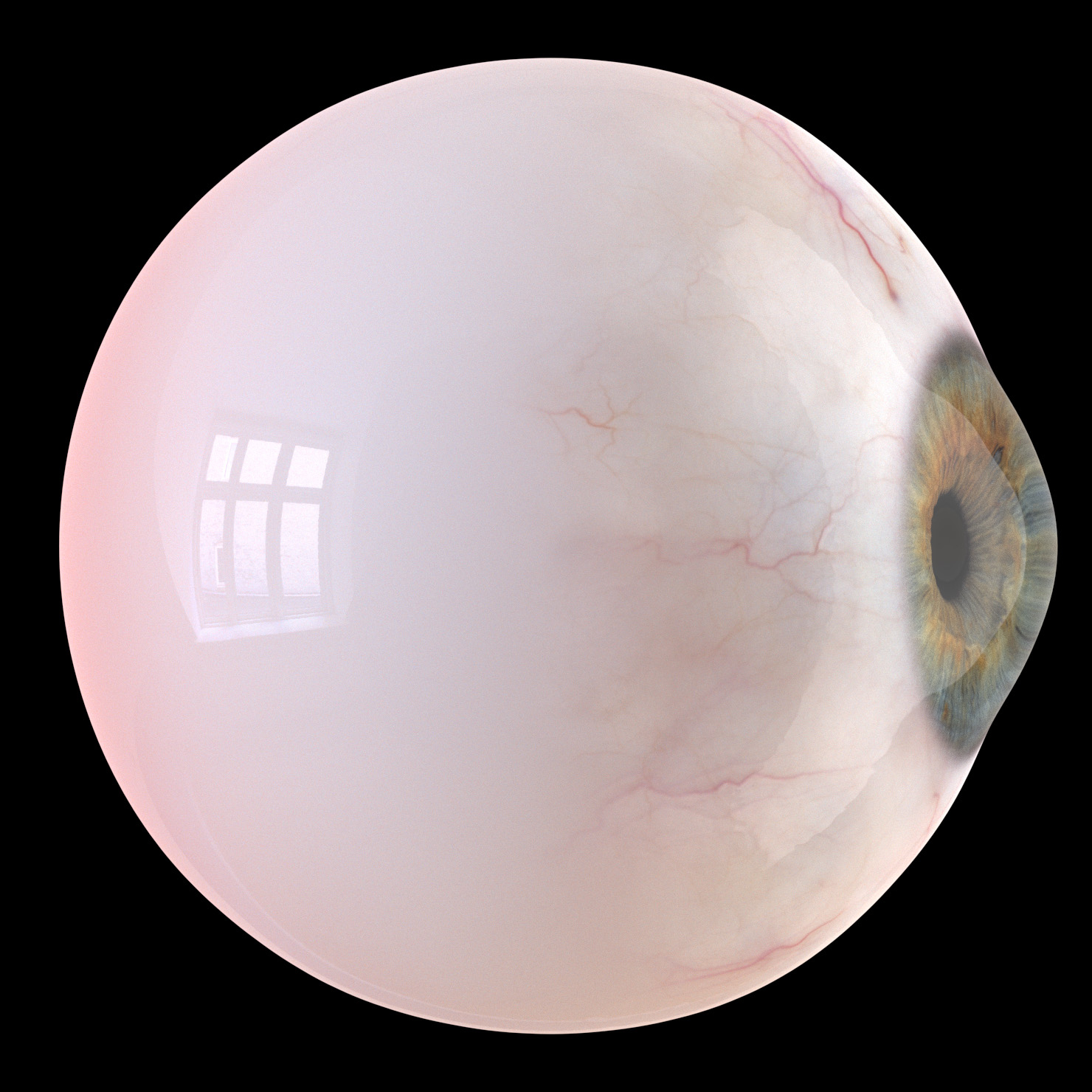 3D iris anatomy eye pupil model - TurboSquid 1324368