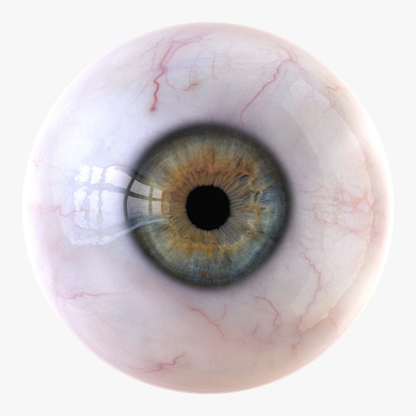 human eye 3d model